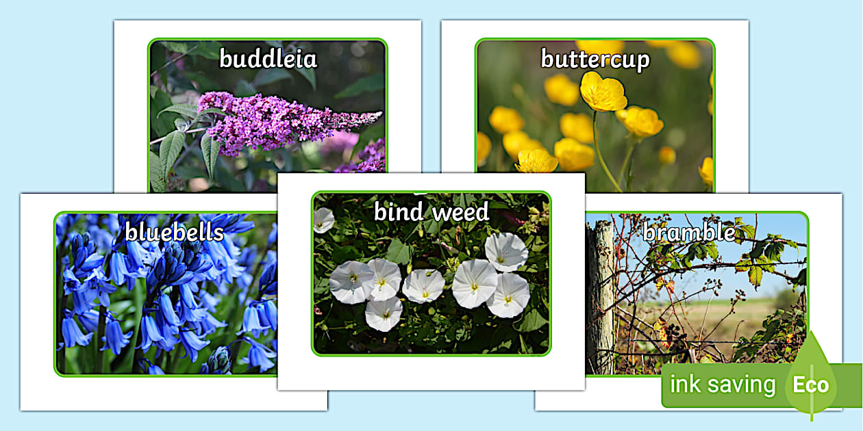 Picture of Flowers (teacher made) - Twinkl