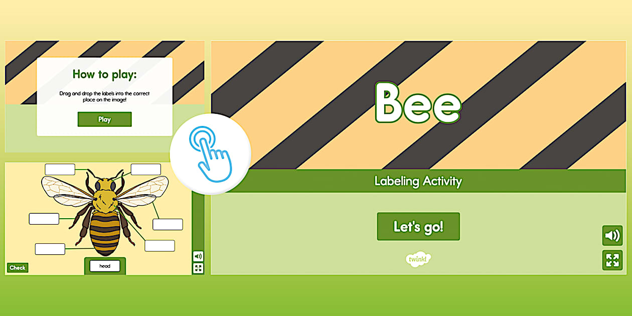 Interactive Honey Bee Labeling Activity | Twinkl USA