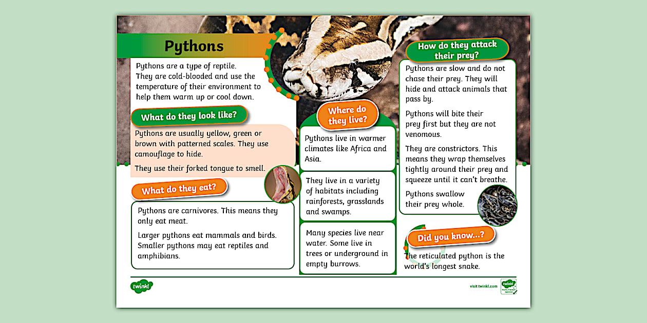 KS1 Pythons Fact File (teacher made) - Twinkl