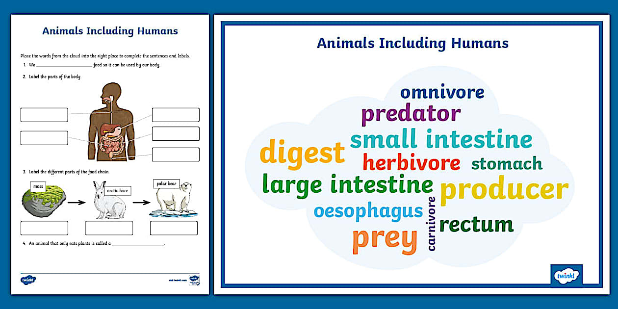 Y4 Animals Including Humans Science Key Vocabulary Cloud and Retrieval