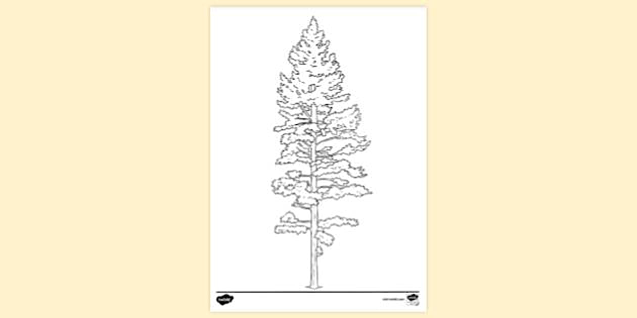 Pine Tree Colouring Page | Colouring Sheets (teacher made)