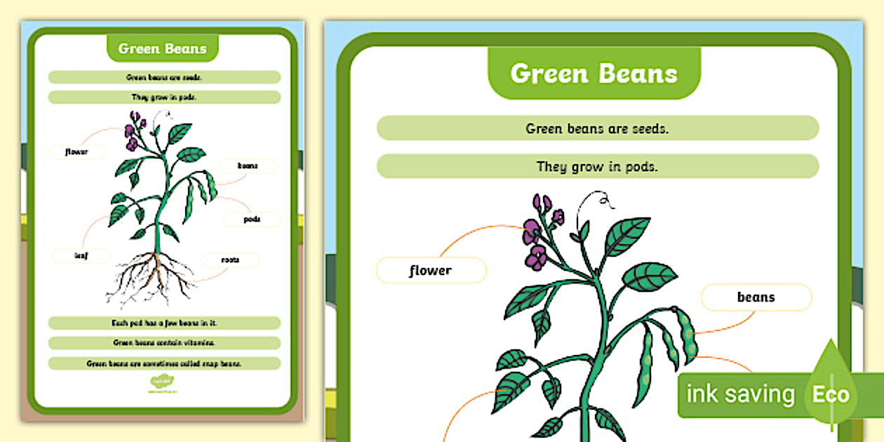Green Bean Poster (Teacher-Made) - Twinkl