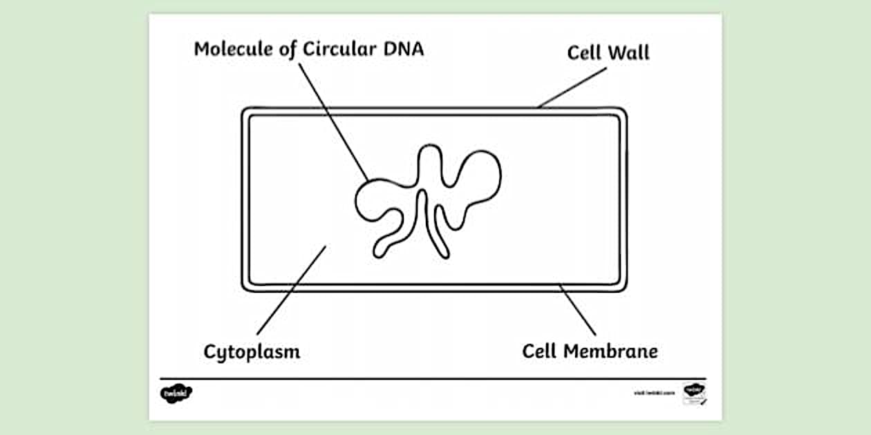 Bacteria Cell Colouring | Colouring Sheets - Twinkl