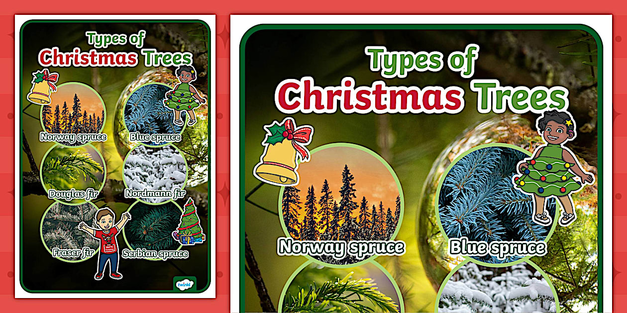 Christmas Tree Types Photo Display Poster (teacher made)