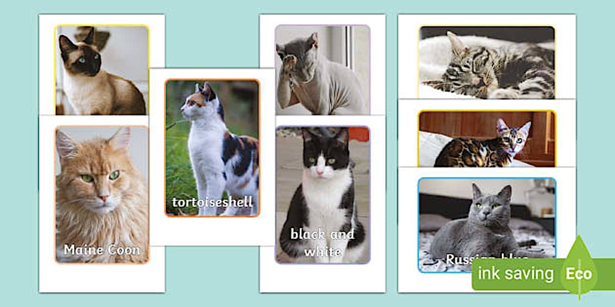 Cats Photo Pack (teacher made) - Twinkl