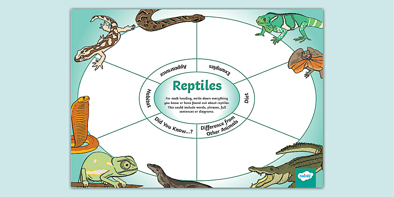 * NEW * Reptiles Around the Table - Twinkl Science - Twinkl