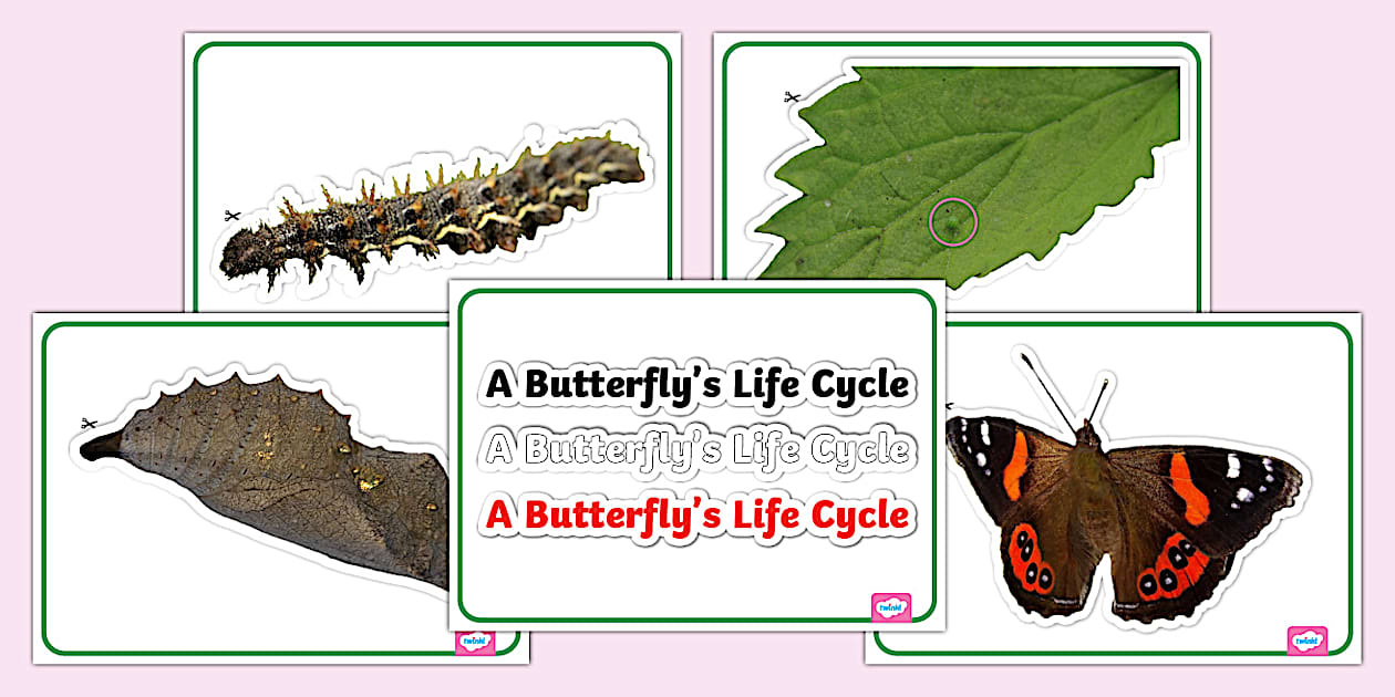 Butterfly Life Cycle Cut-Outs (teacher made) - Twinkl