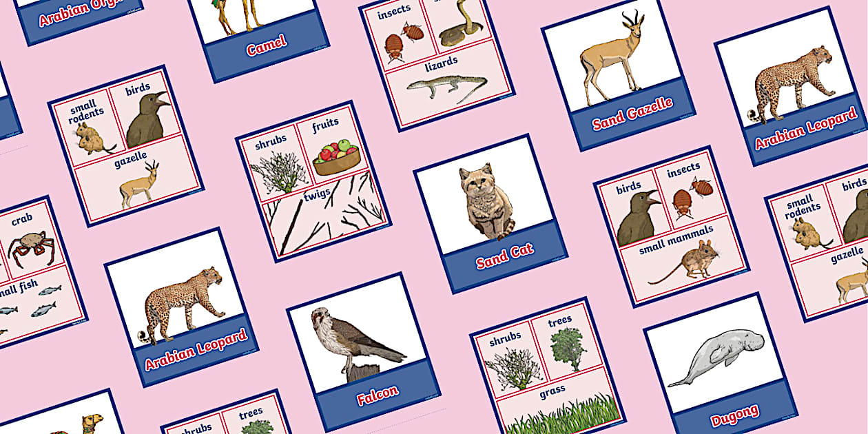 KS2 UAE Animal Diet Matching Cards (Teacher-Made) - Twinkl