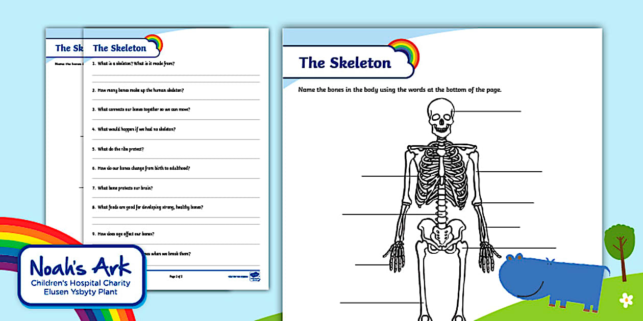 FREE! - The Skeleton Activity Sheets (teacher made) - Twinkl