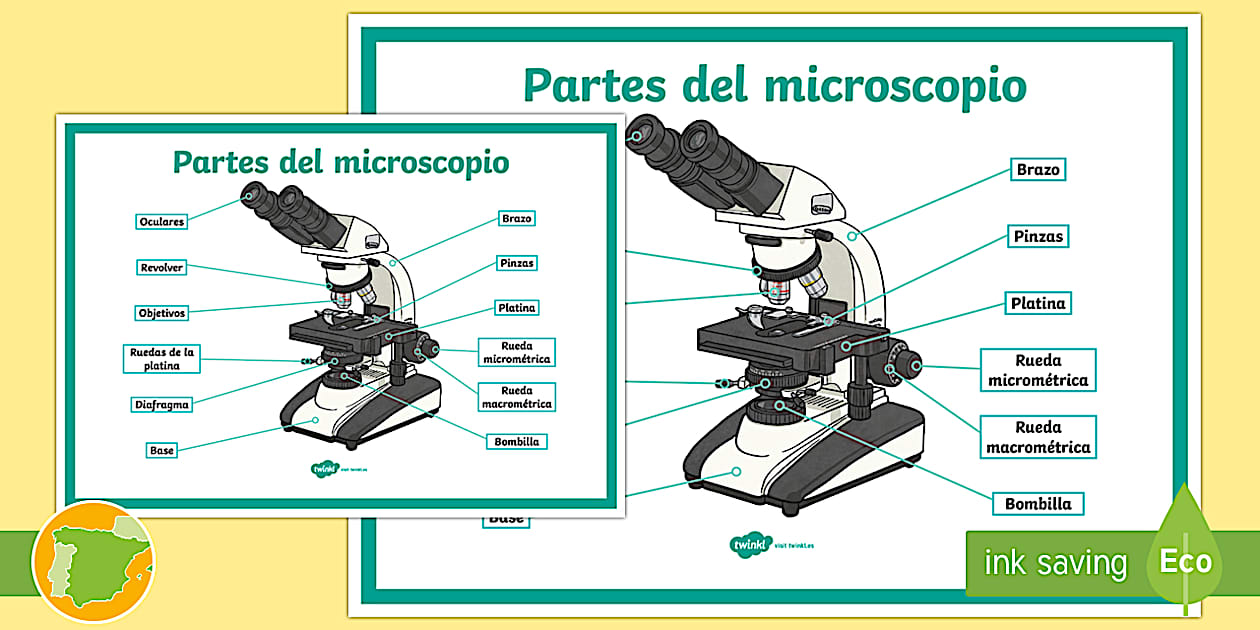 Póster DIN A2: Partes del microscopio (teacher made)