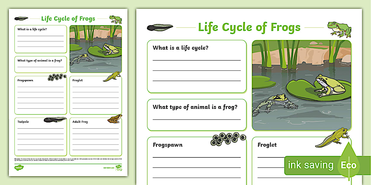 Life Cycle of Frogs Fact File Template - Twinkl