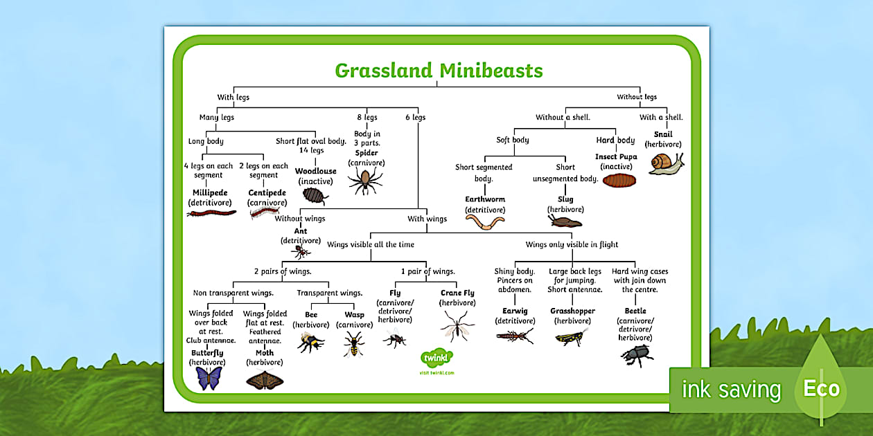 Grassland Minibeasts Map Reference Sheet (teacher made)