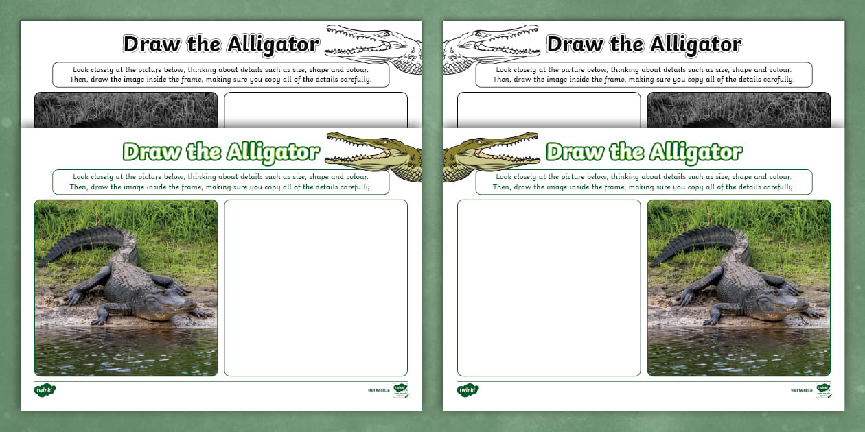 Draw the Alligator Worksheet - Twinkl Art - Twinkl