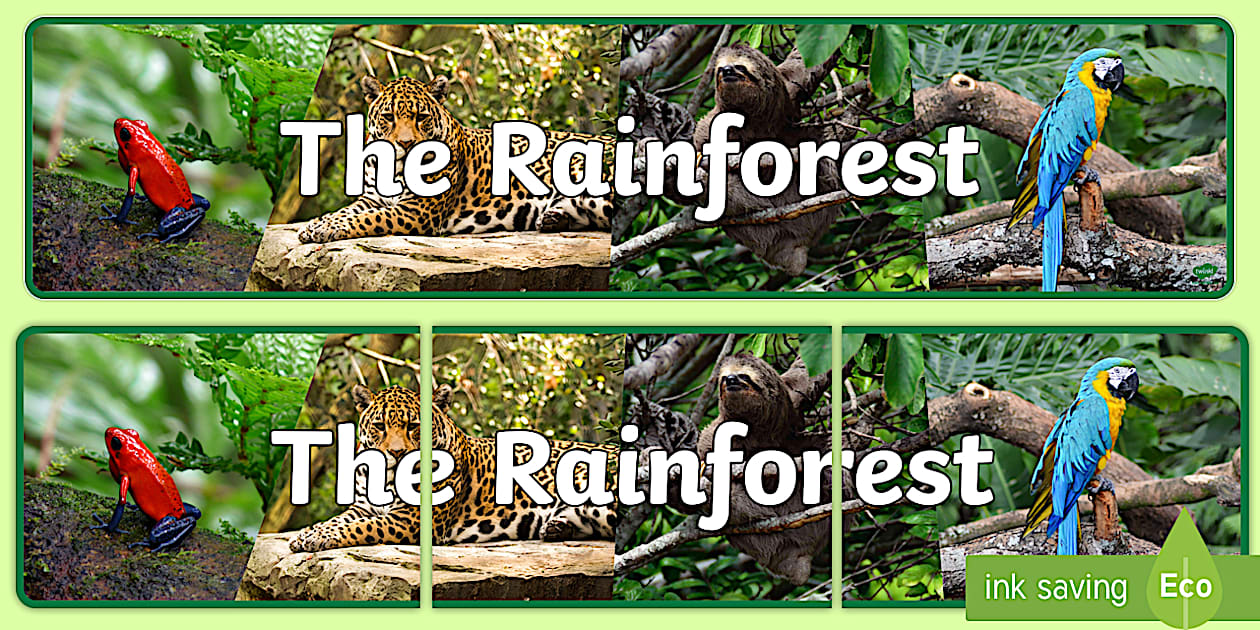 The Rainforest Photo Display Banner (teacher made) - Twinkl
