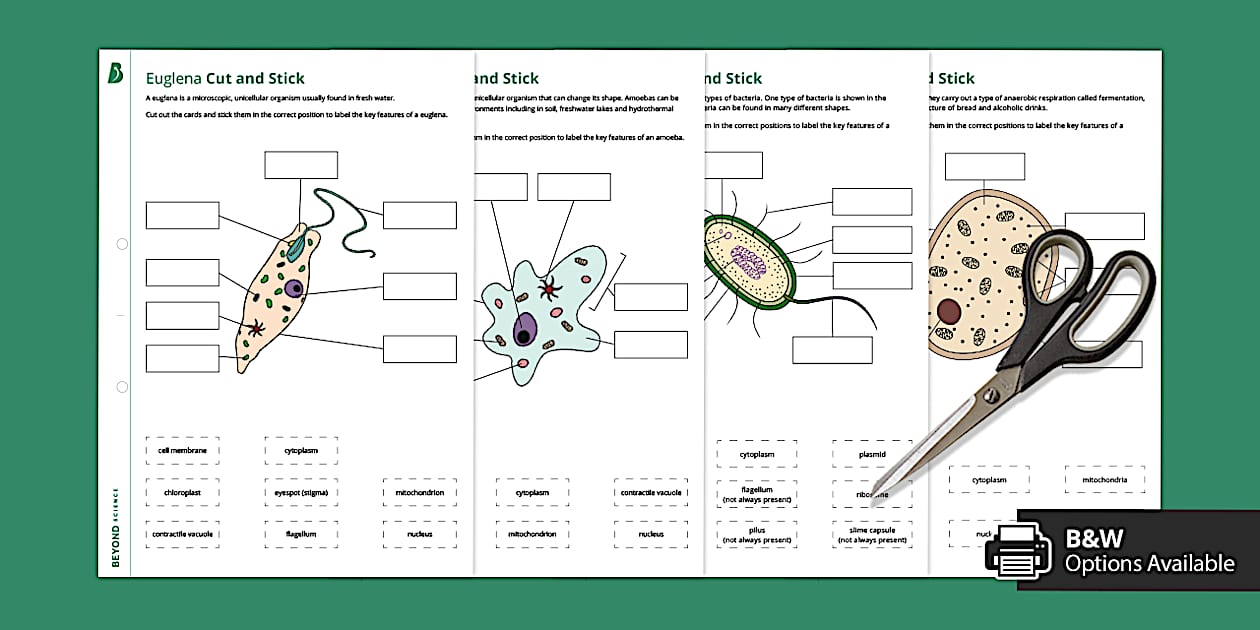 Unicellular Organisms Cut and Stick (Teacher-Made) - Twinkl