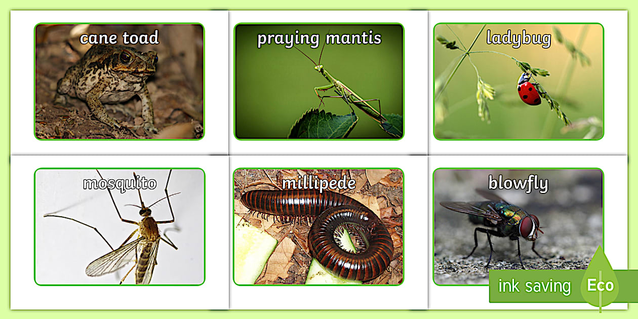 Minibeasts Display Photos (teacher made) - Twinkl