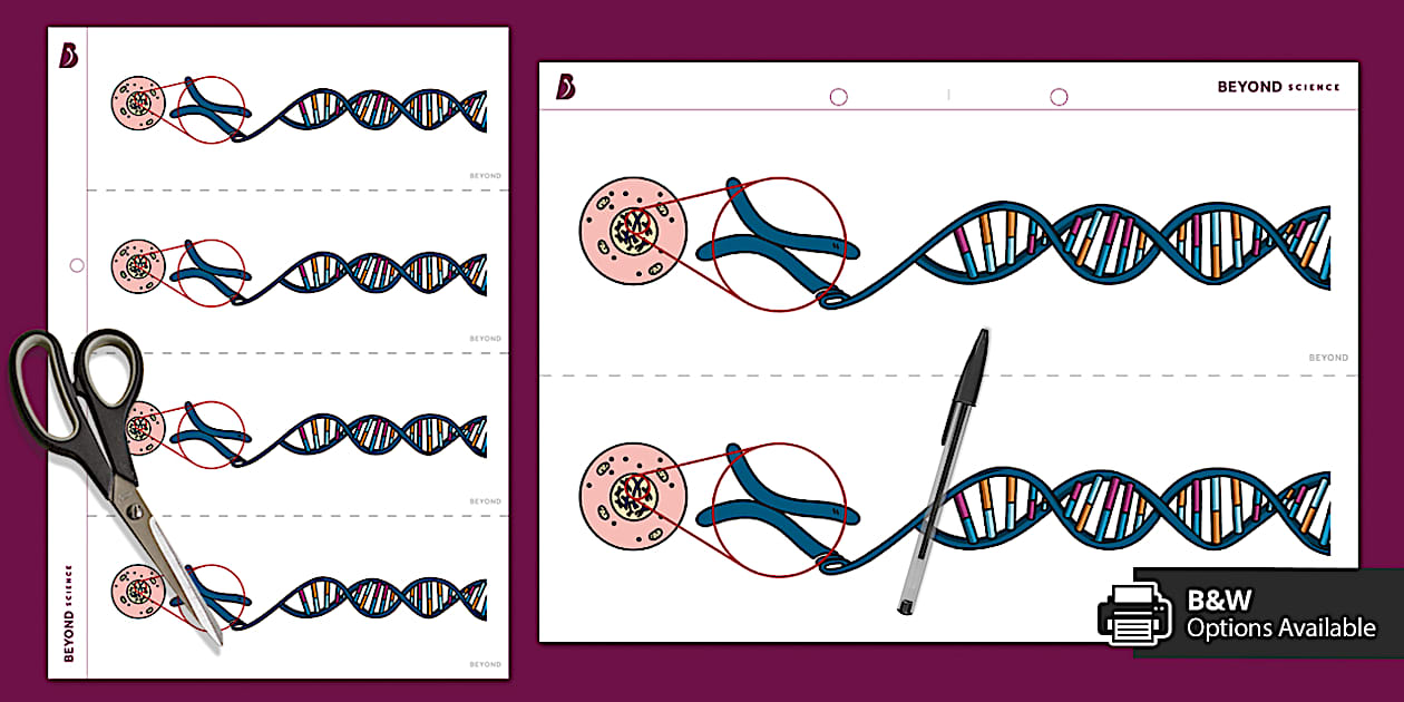 DNA Illustration | KS3 Biology | Beyond Secondary - Twinkl
