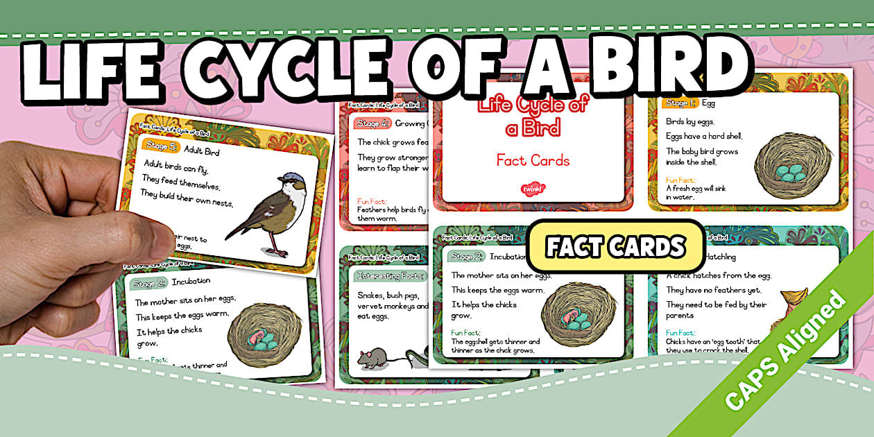 Gr3 Life Skills Term 2 Life Cycle of a Bird Fact Cards (CAPS)