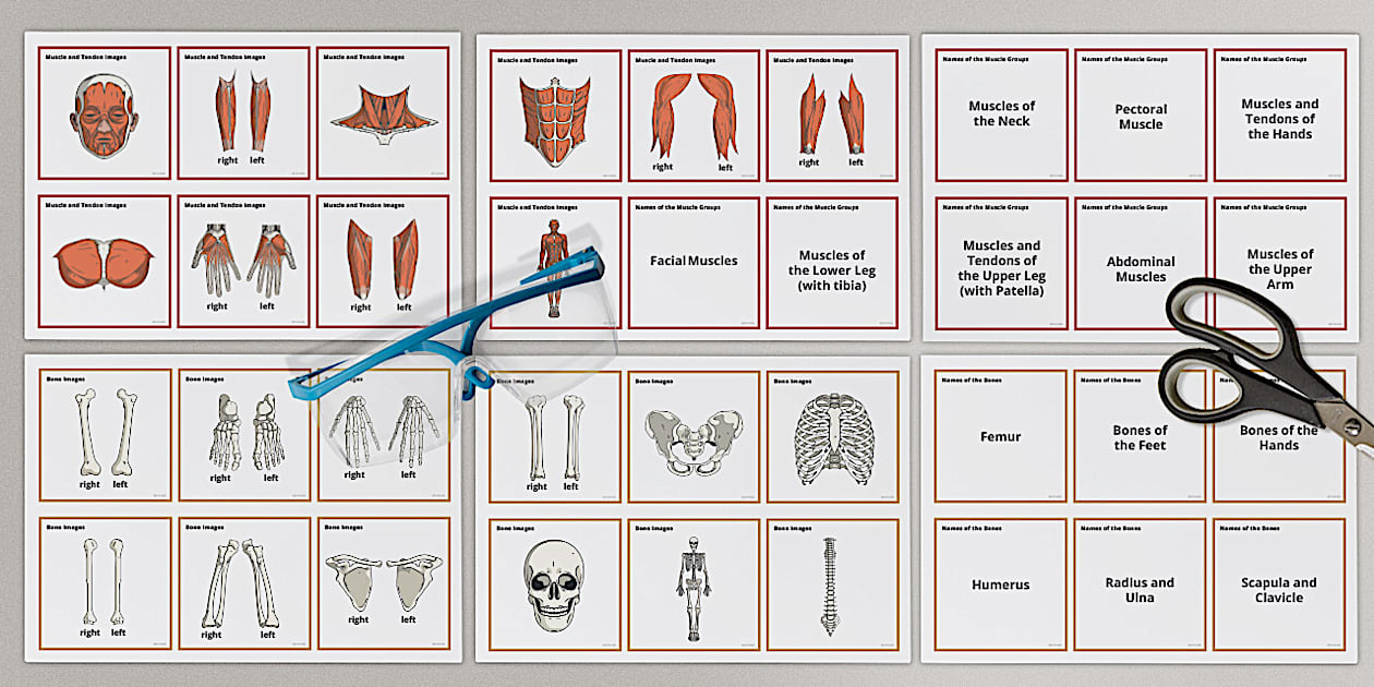 Muscles and Bones of the Human Body Matching Cards - Twinkl