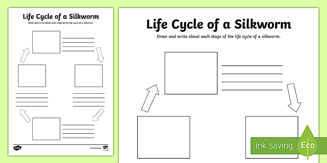 QLD 3-4 Silkworm Life Cycle Writing Worksheet - Twinkl