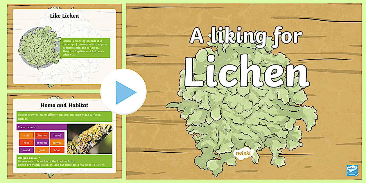 Lichen PowerPoint (teacher made) - Twinkl
