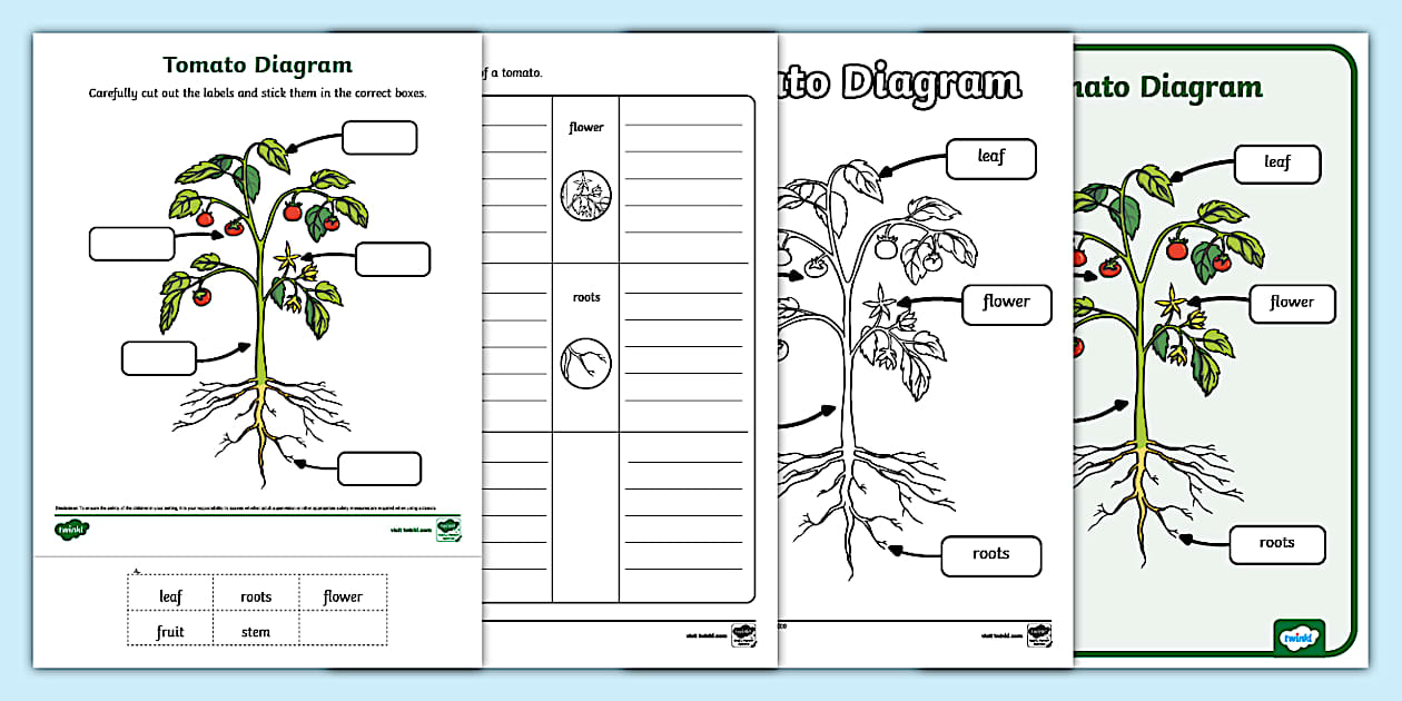Tomato Diagram Activity Pack (teacher made) - Twinkl