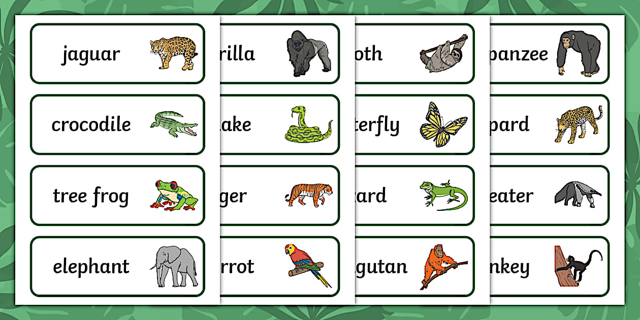 Jungle Animal Themed Word Cards | Twinkl (Teacher-Made)