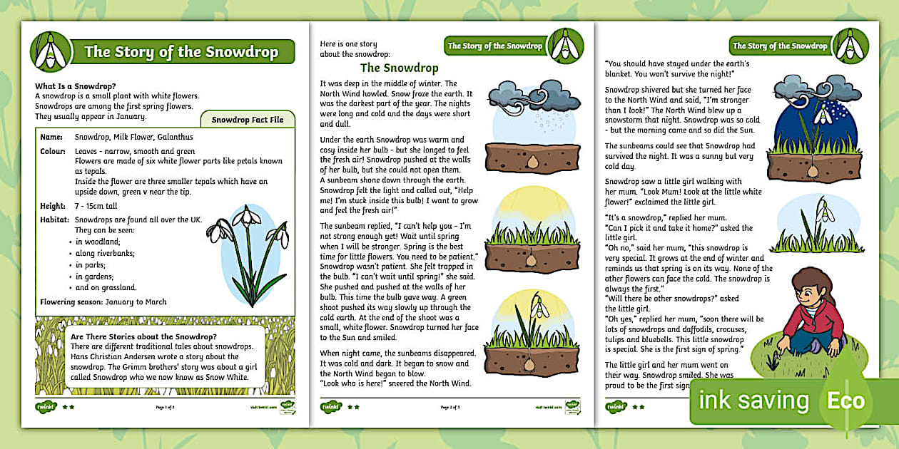 The Story of the Snowdrop Differentiated Fact Files - Twinkl