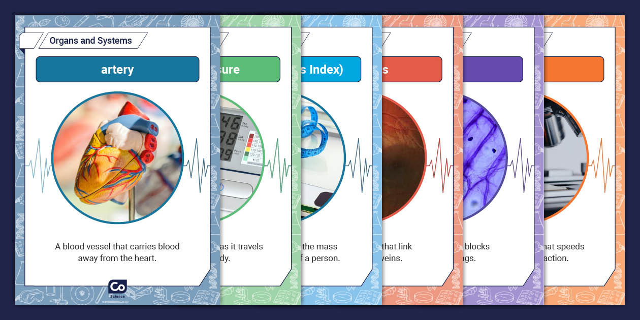 Organs and Systems: Display Posters (teacher made) - Twinkl
