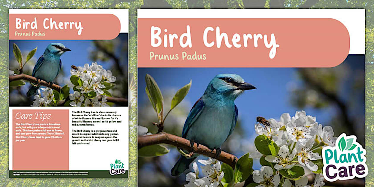 Tree Fact File: Bird Cherry (teacher made) - Twinkl