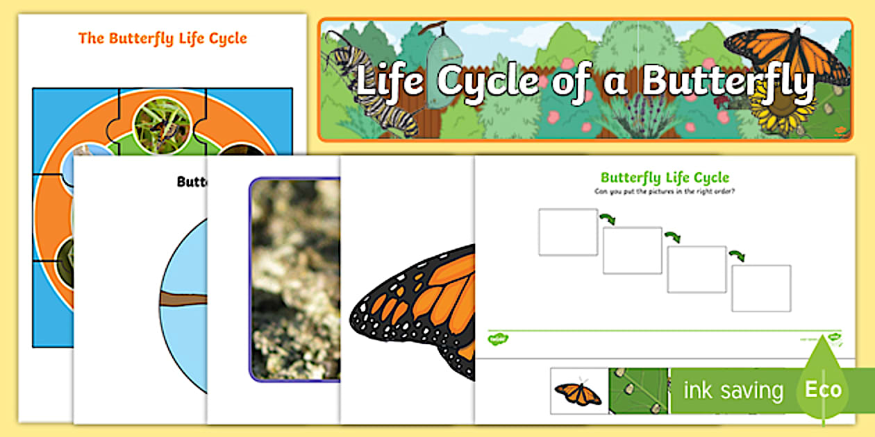 Butterfly Life Cyle Resource Pack (teacher made) - Twinkl