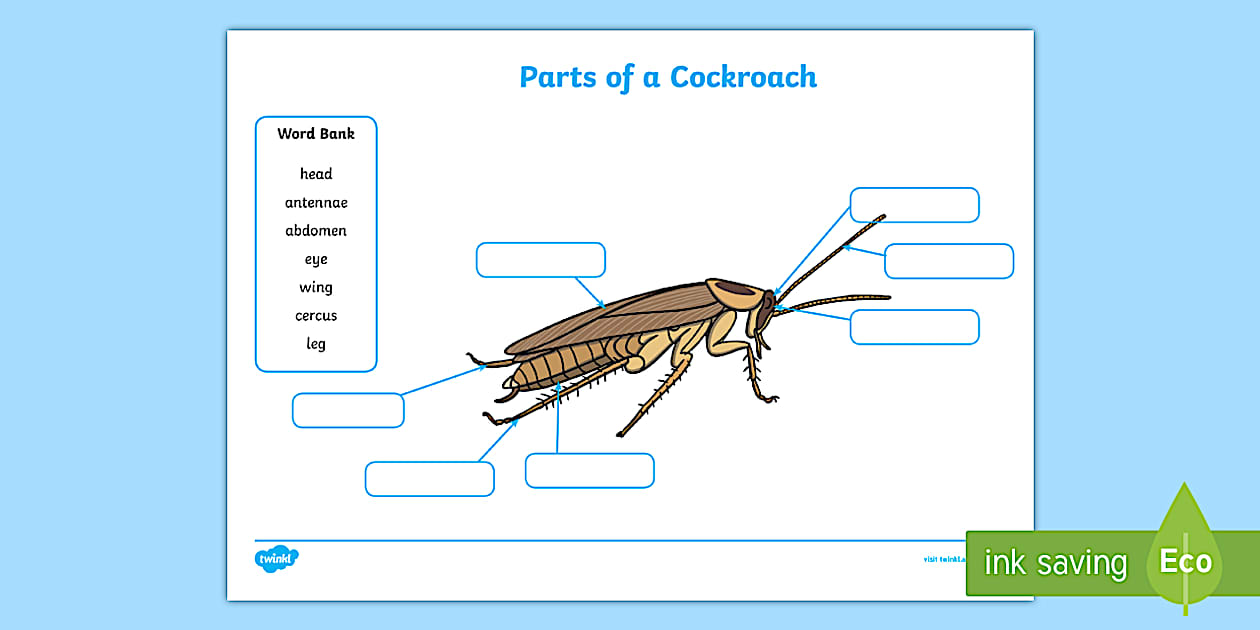 Parts of a Cockroach Labelling Worksheet (teacher made)