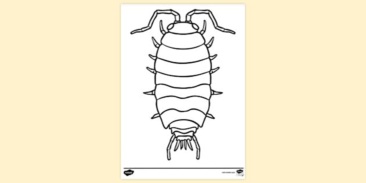 Colouring | Colouring Sheets (professor feito) - Twinkl