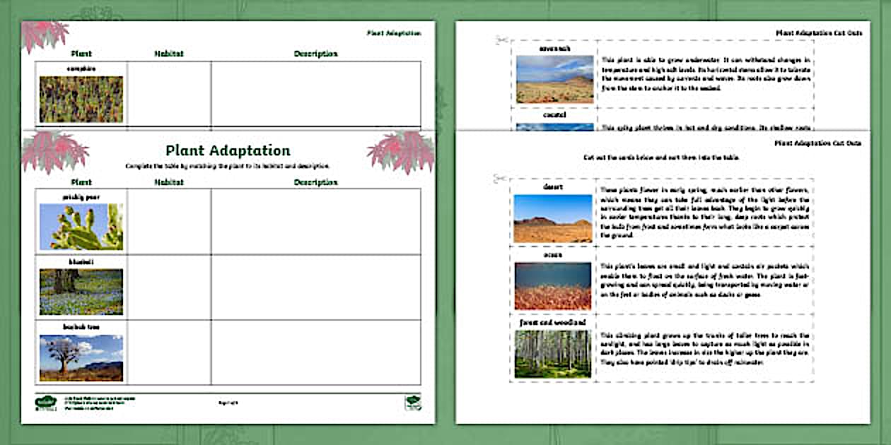 KS2 Match the Plant to a Habitat Activity | Twinkl Originals