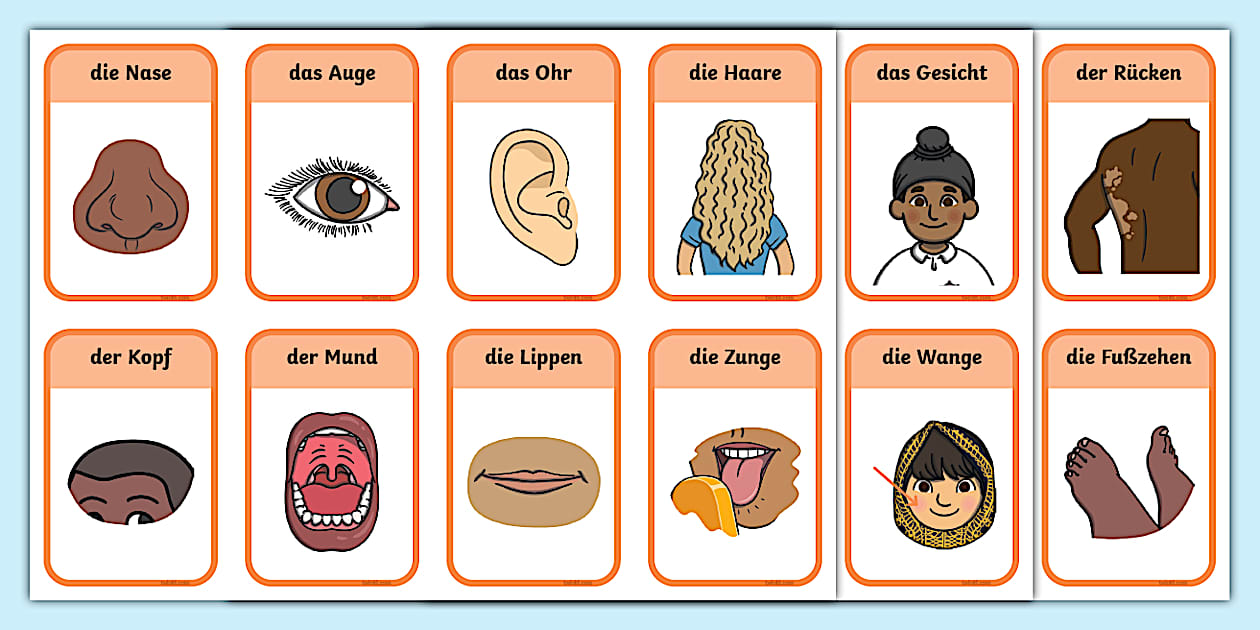 Body Parts - German Flashcards (teacher made) - Twinkl