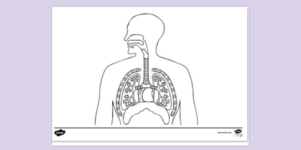 Gas Exchange | Colouring Sheets (teacher made) - Twinkl