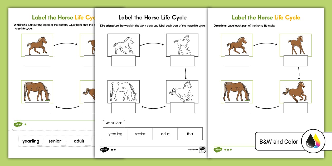 Horse Life Cycle Differentiated Worksheets for K-2nd Grade