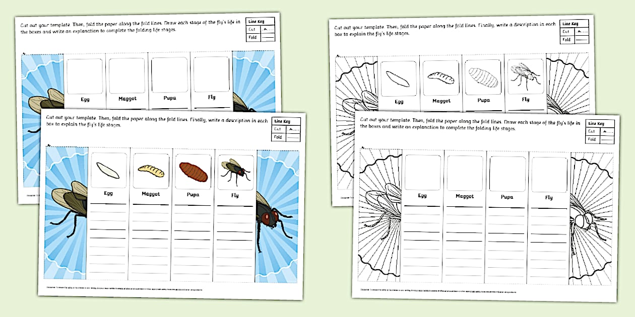 Fly Folding Life Stages Template (Teacher-Made) - Twinkl