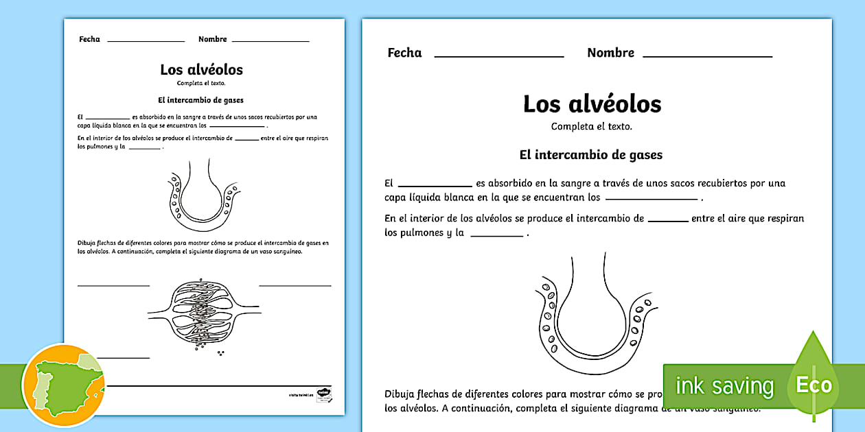 Ficha de actividad: Los alvéolos y el sistema respiratorio