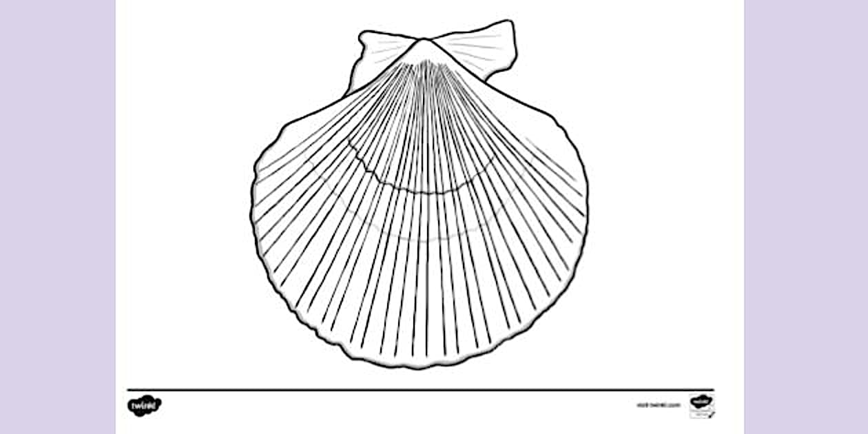Scallop Shell Outline Colouring Sheet | Twinkl - Twinkl