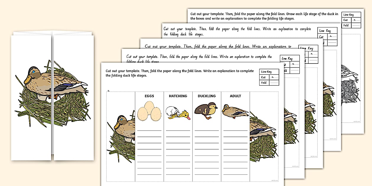 Duck Folding Life Stages Template - Twinkl