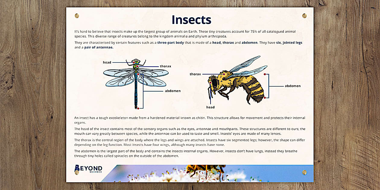 Insects Fact File (teacher made) - Twinkl