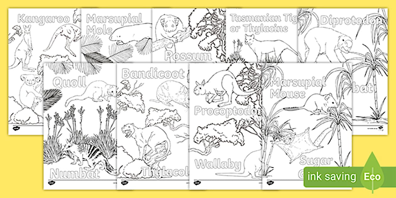 Marsupial Colouring Pages - Twinkl