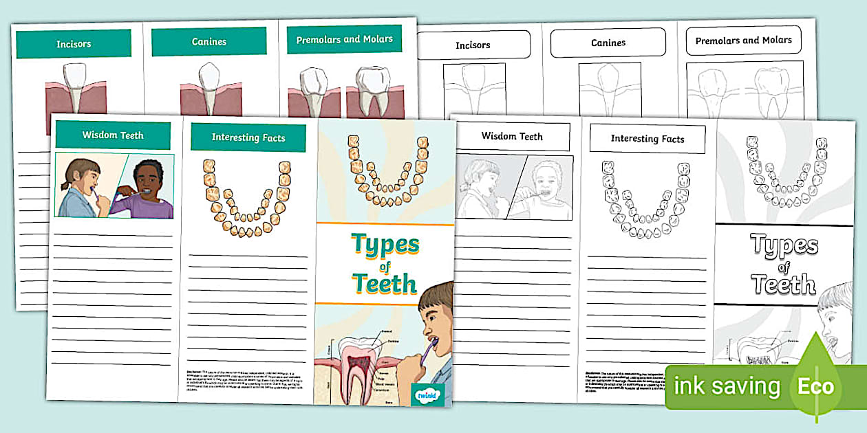 Types of Teeth Leaflet Template (teacher made) - Twinkl
