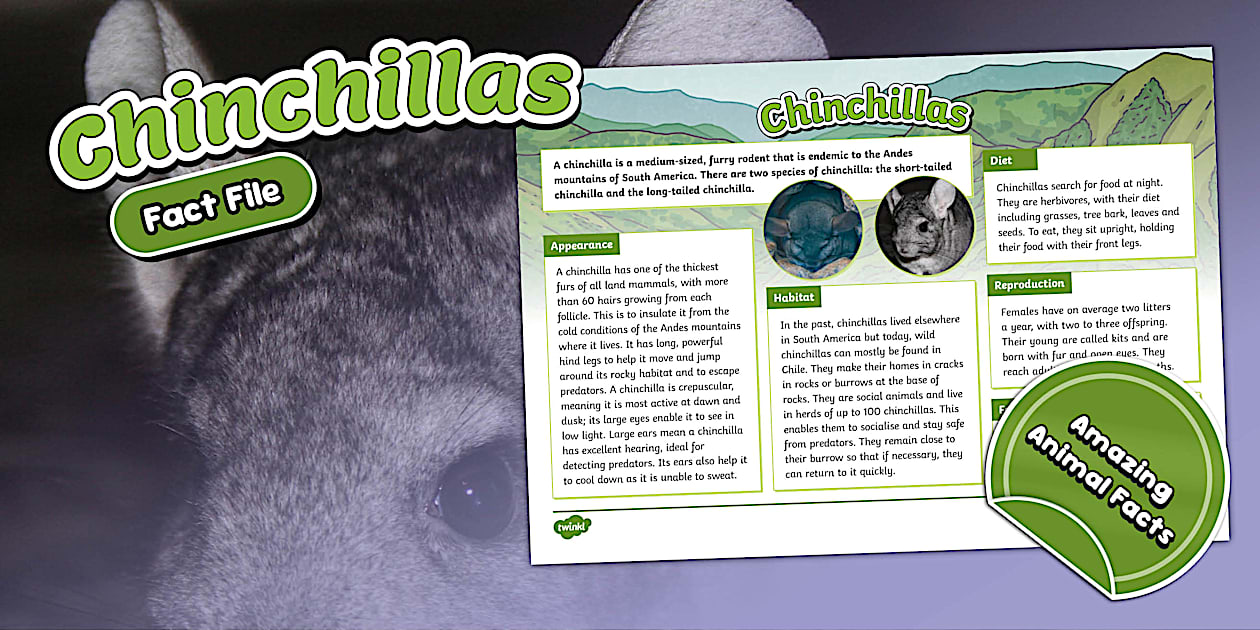 Chinchilla Fact File - Twinkl - KS2