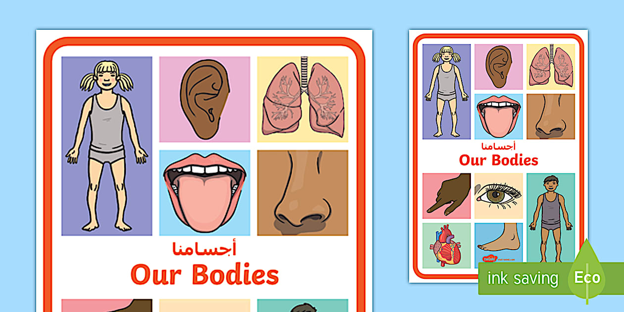 Our Bodies Display Poster Arabic/English (teacher made)