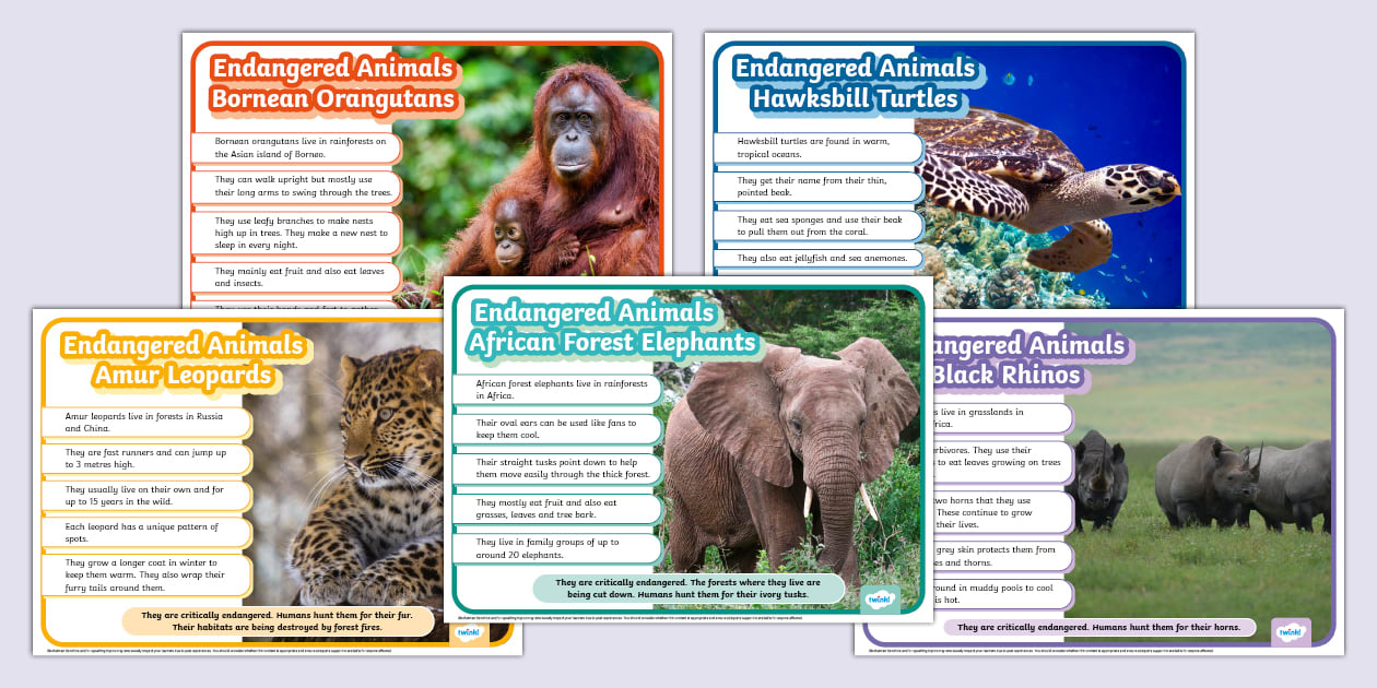 KS1 Endangered Animals Posters (creat de profesori) - Twinkl