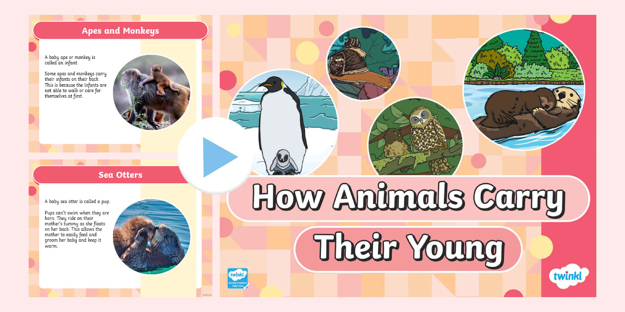 How Animals Carry Their Young PowerPoint (teacher made)