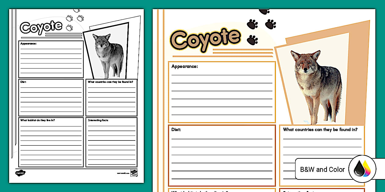 Coyote Research Worksheet for K-2nd Grade