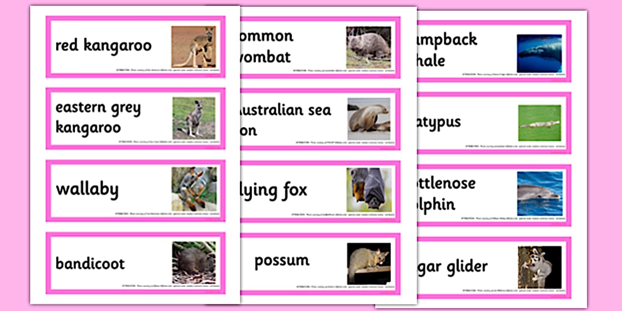 Australian Mammals Word Cards (teacher made) - Twinkl